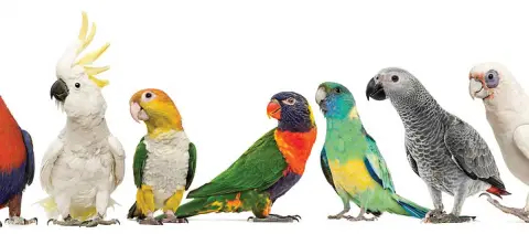 Volière en métal à 12 faces